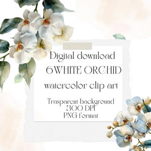 6 White Orchid Flower Watercolor Clipart, Digital Download, PNG Files ...