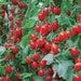 Tomato -cherry Ruby Vegetable Seeds - Etsy