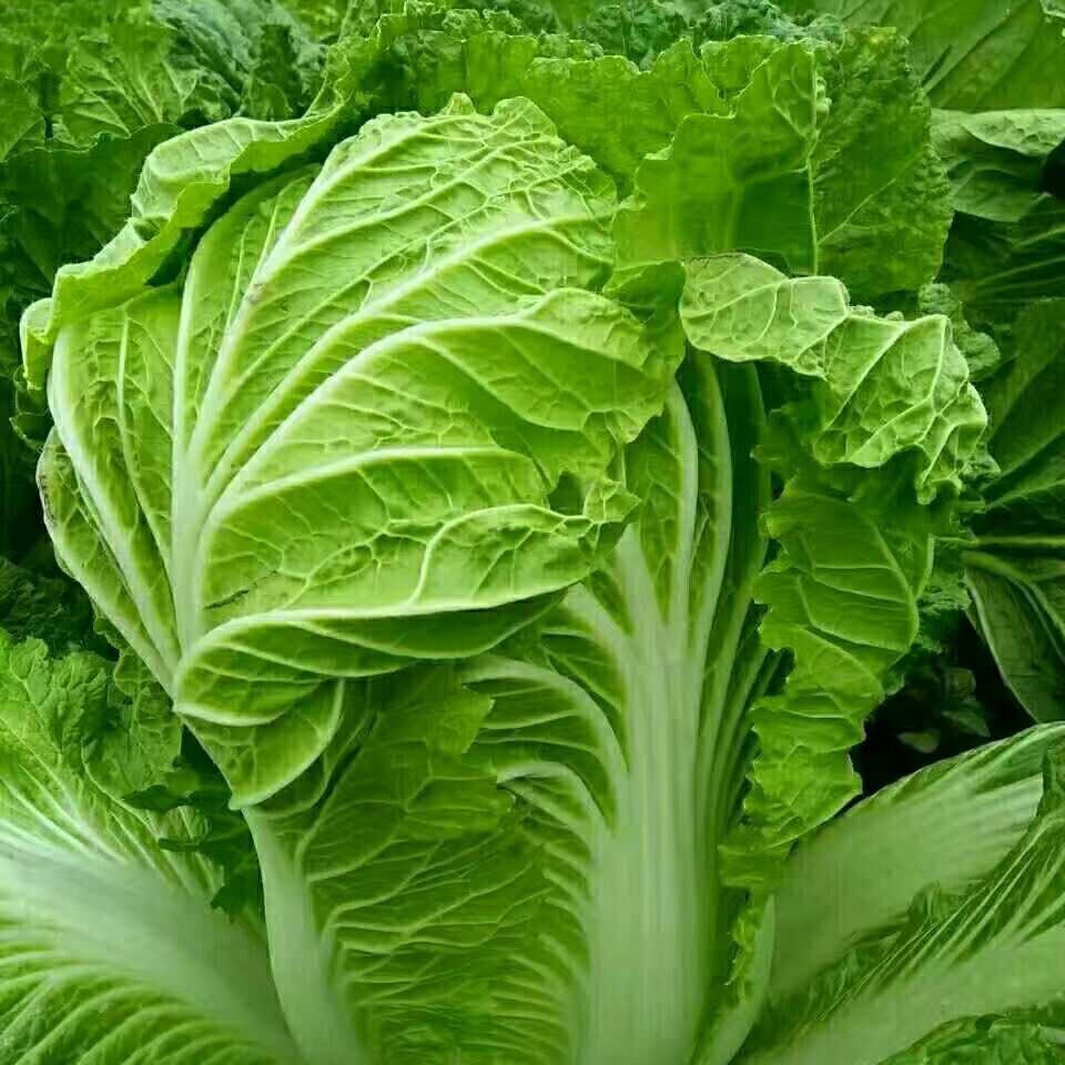 Asian Cabbage fresh Vegie Vegetable Seeds Over 3000pills - Etsy