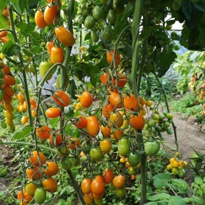 Yellow Mini Tomato - Etsy