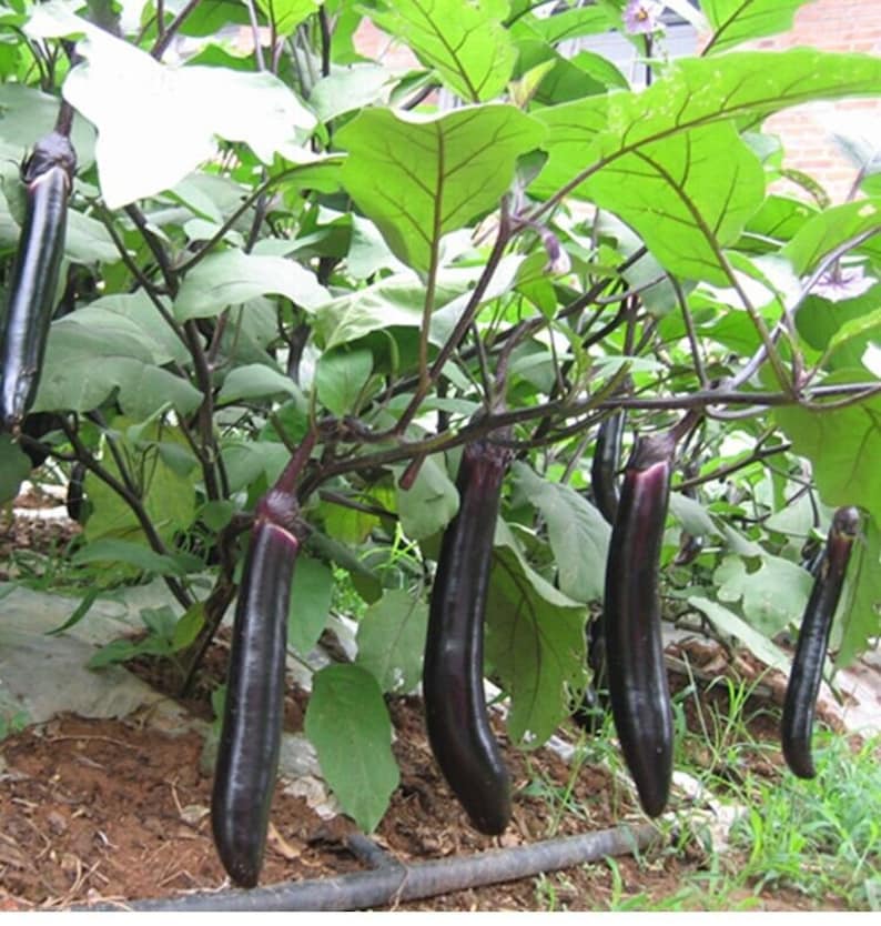 Long Eggplant atlas Wonder Vegetable Seeds - Etsy