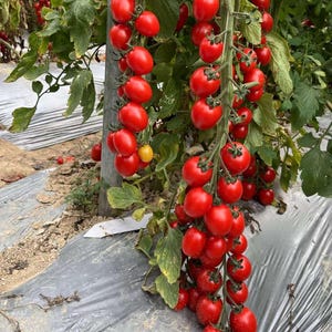 Tomato -cherry Ruby Vegetable Seeds - Etsy