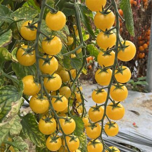 Yellow Mini Tomato - Etsy