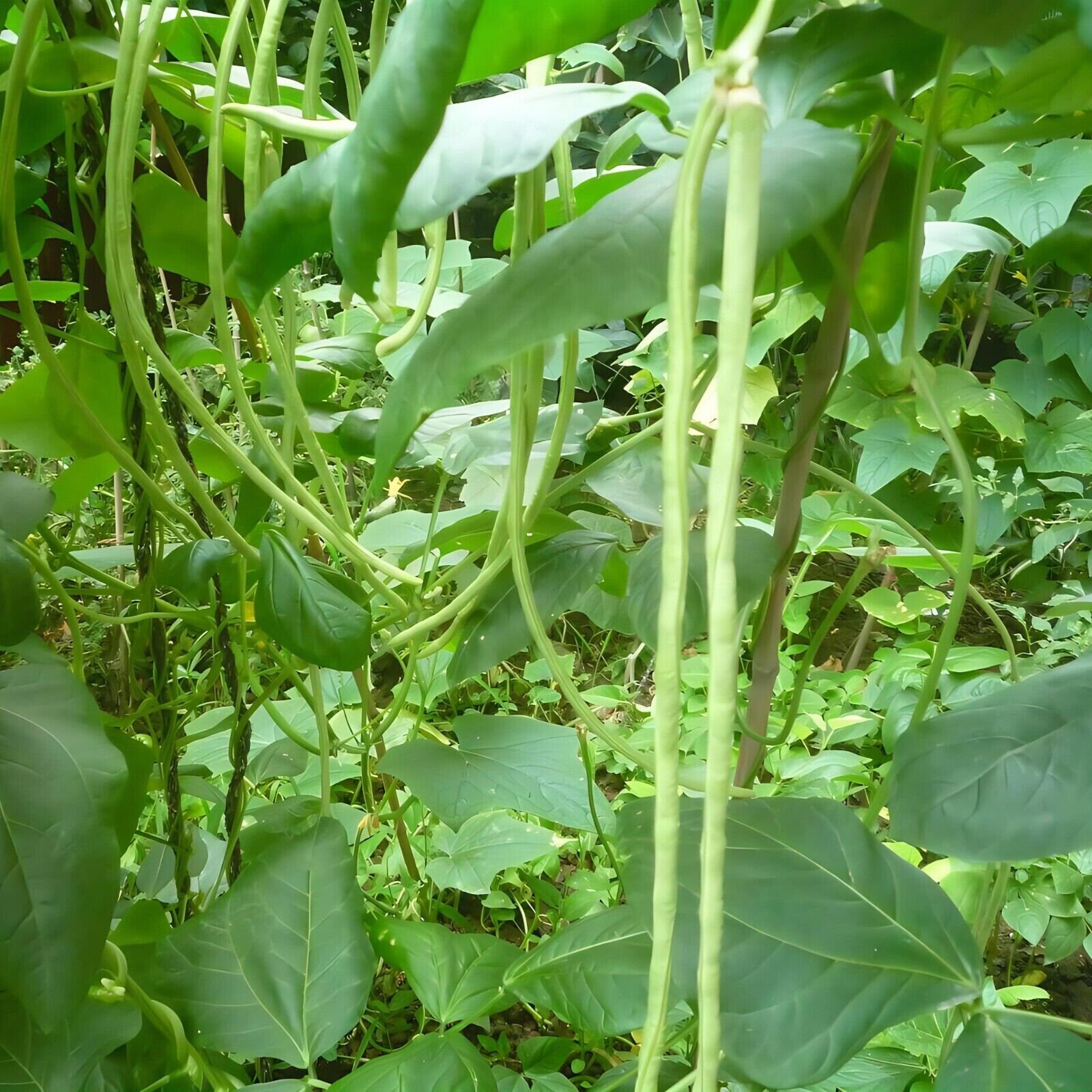 Cowpea -10g Vegetable Seeds - Etsy