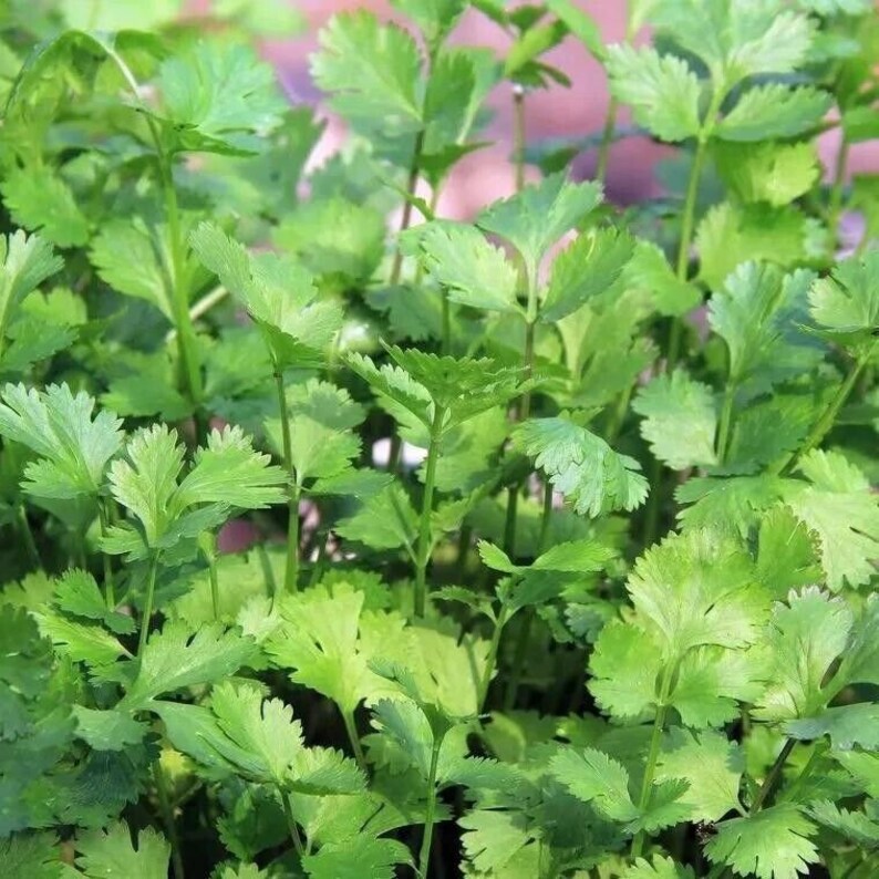 Cilantro -atlas Aroma Vegetable Seeds - Etsy