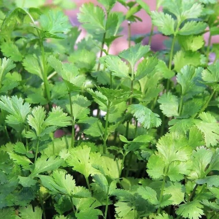 Cilantro -atlas Aroma Vegetable Seeds - Etsy
