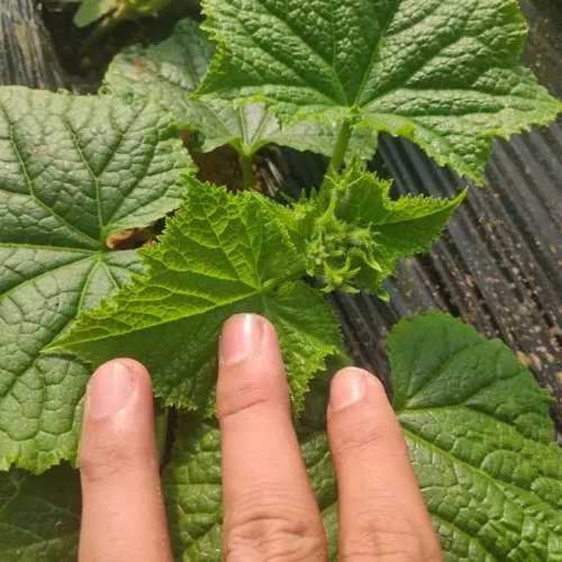 Long Thorn Cucumber green Champion Vegetable Seeds - Etsy