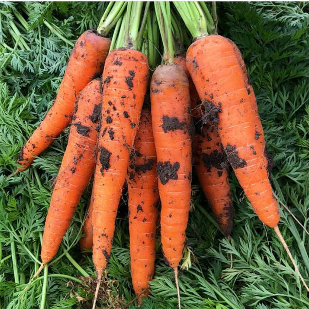 Carrot -atlas Nutri Vegetable Seeds Over 1500pills. - Etsy