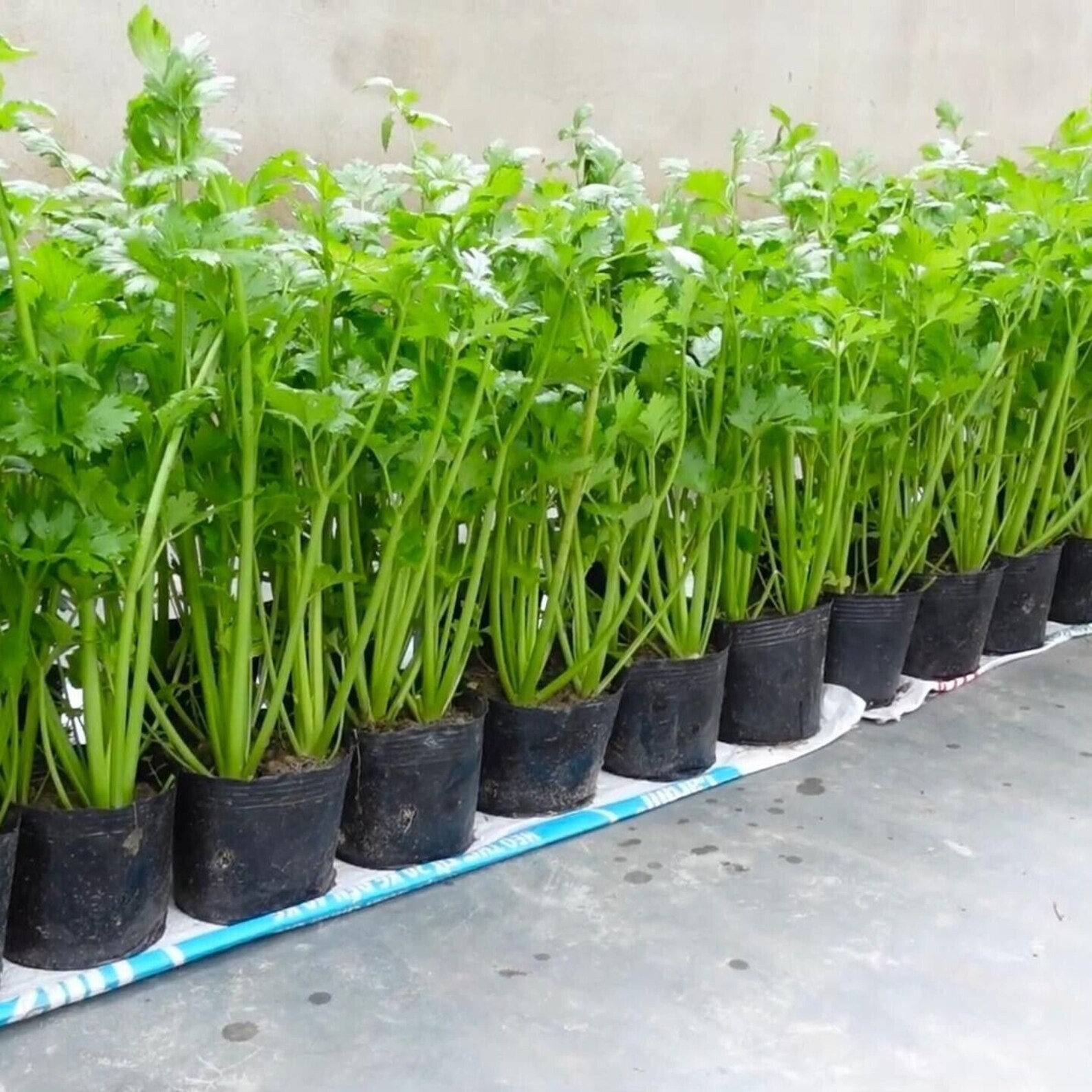 Celery -tender Queen Vegetable Seeds - Etsy