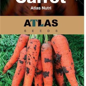 Carrot -atlas Nutri Vegetable Seeds Over 1500pills. - Etsy