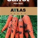 Carrot -atlas Nutri Vegetable Seeds Over 1500pills. - Etsy