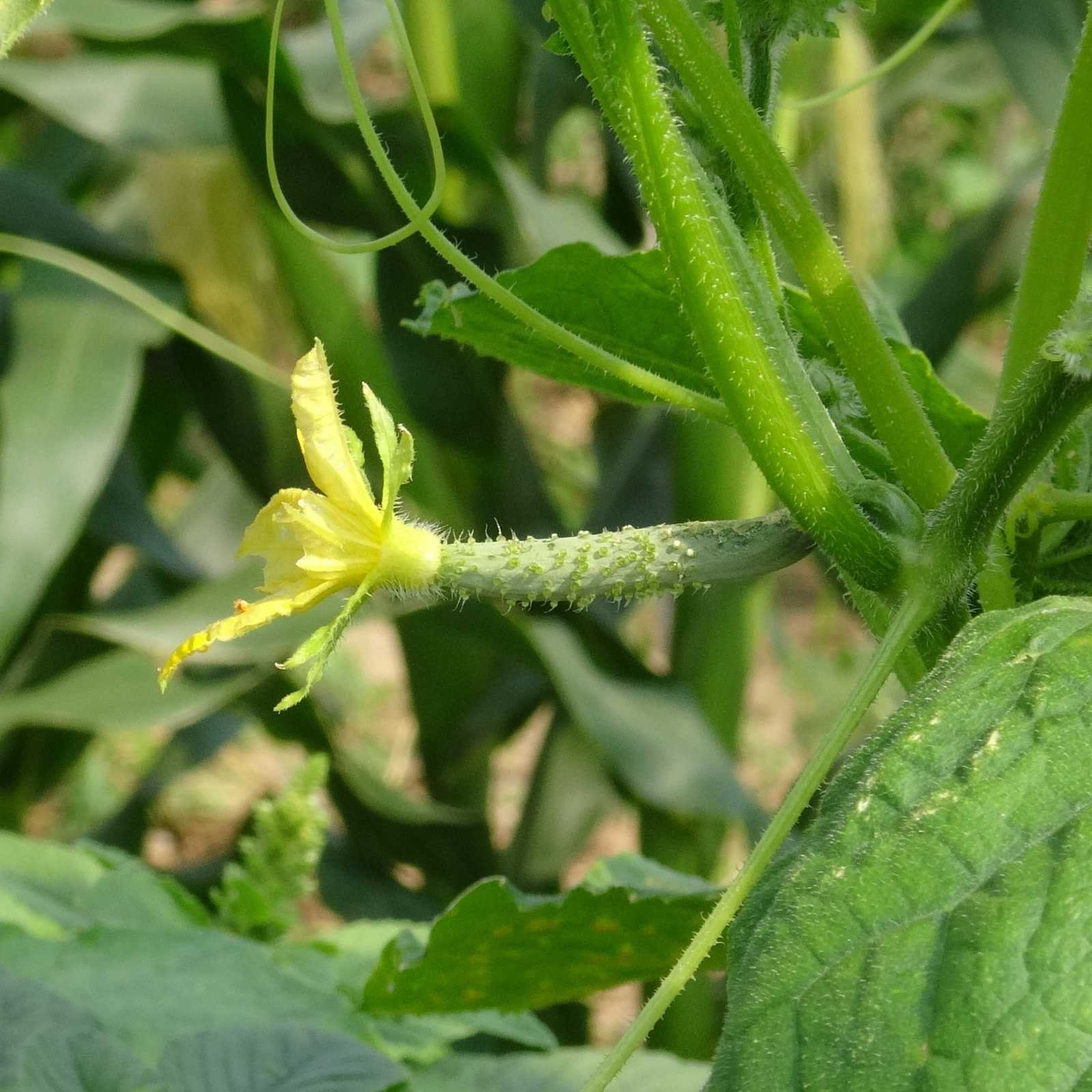 Long Thorn Cucumber green Champion Vegetable Seeds - Etsy