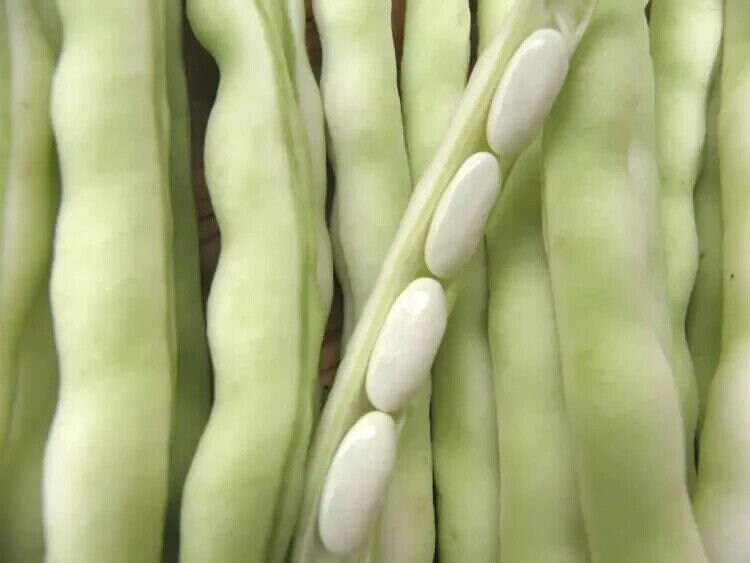 Bean -tender White Vegetable Seeds - Etsy