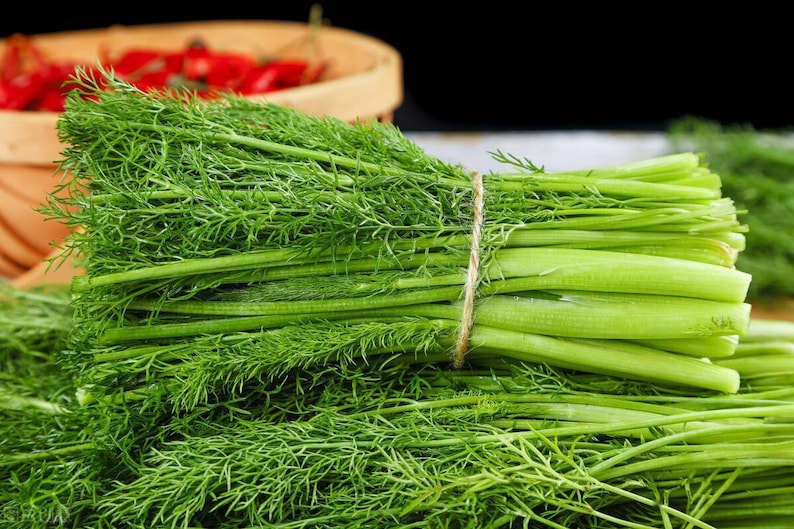 Fennel - Etsy