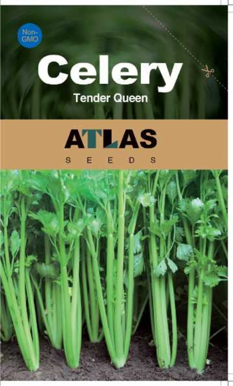 Celery -tender Queen Vegetable Seeds - Etsy
