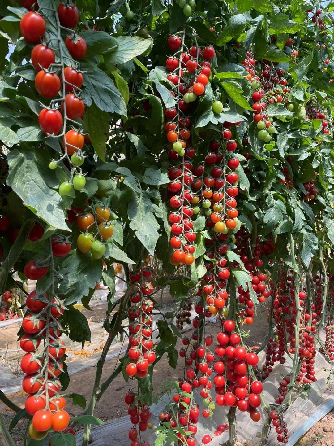 Tomato -cherry Ruby Vegetable Seeds - Etsy