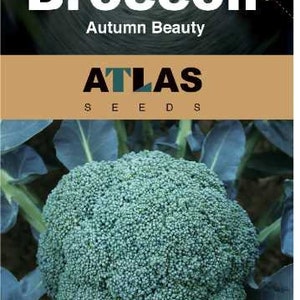 Broccoli -autumn Beauty Vegetable Seeds Over - Etsy
