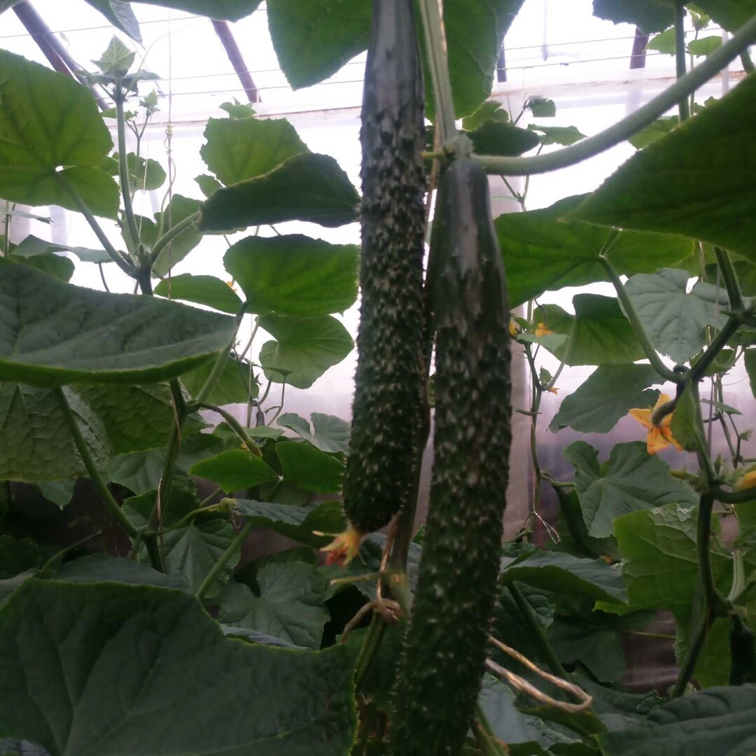 Long Thorn Cucumber green Champion Vegetable Seeds - Etsy