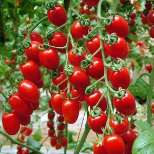 Tomato cherry Ruby Vegetable Seeds - Etsy