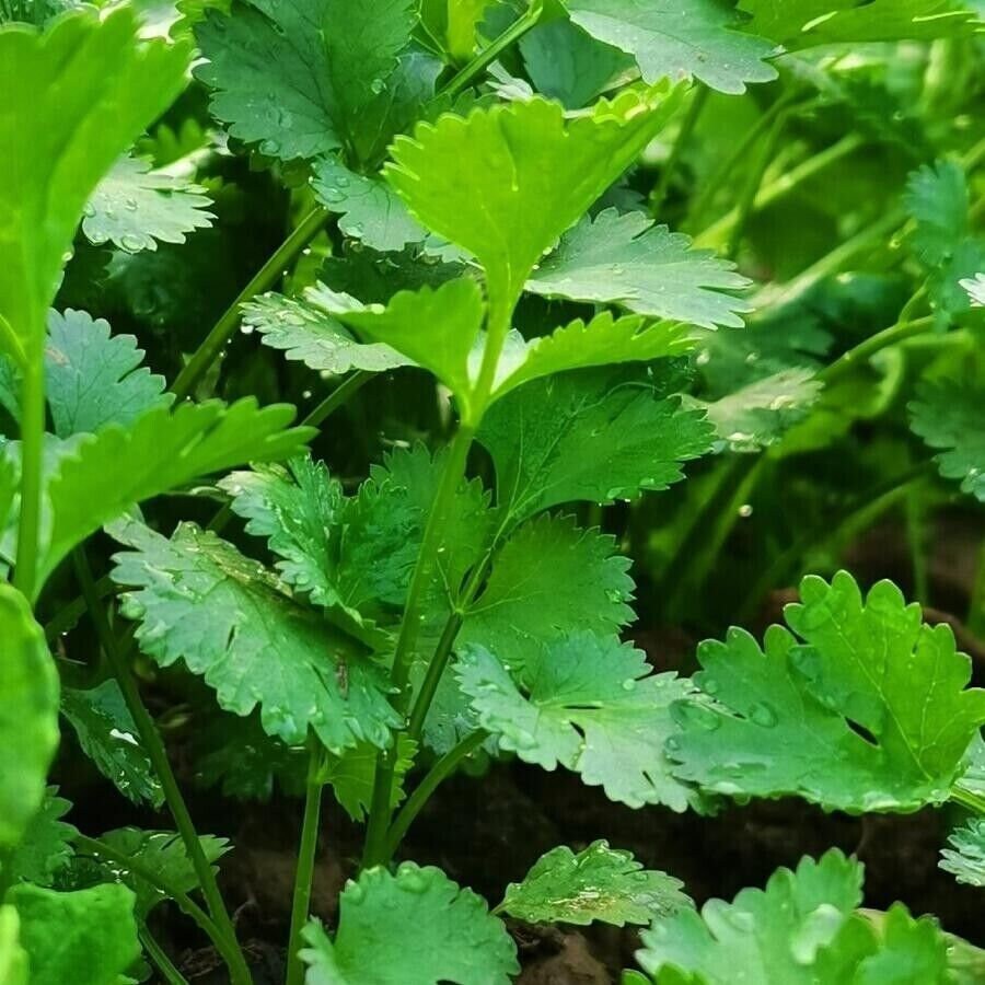 Cilantro -atlas Aroma Vegetable Seeds - Etsy