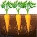 Carrot -atlas Nutri Vegetable Seeds Over 1500pills. - Etsy