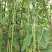 Cowpea -10g Vegetable Seeds - Etsy