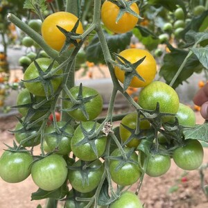 Yellow Mini Tomato - Etsy