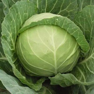 Cabbage -green Ball Vegetable Seeds Over 800 Pills - Etsy