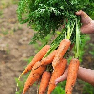 Carrot -atlas Nutri Vegetable Seeds Over 1500pills. - Etsy