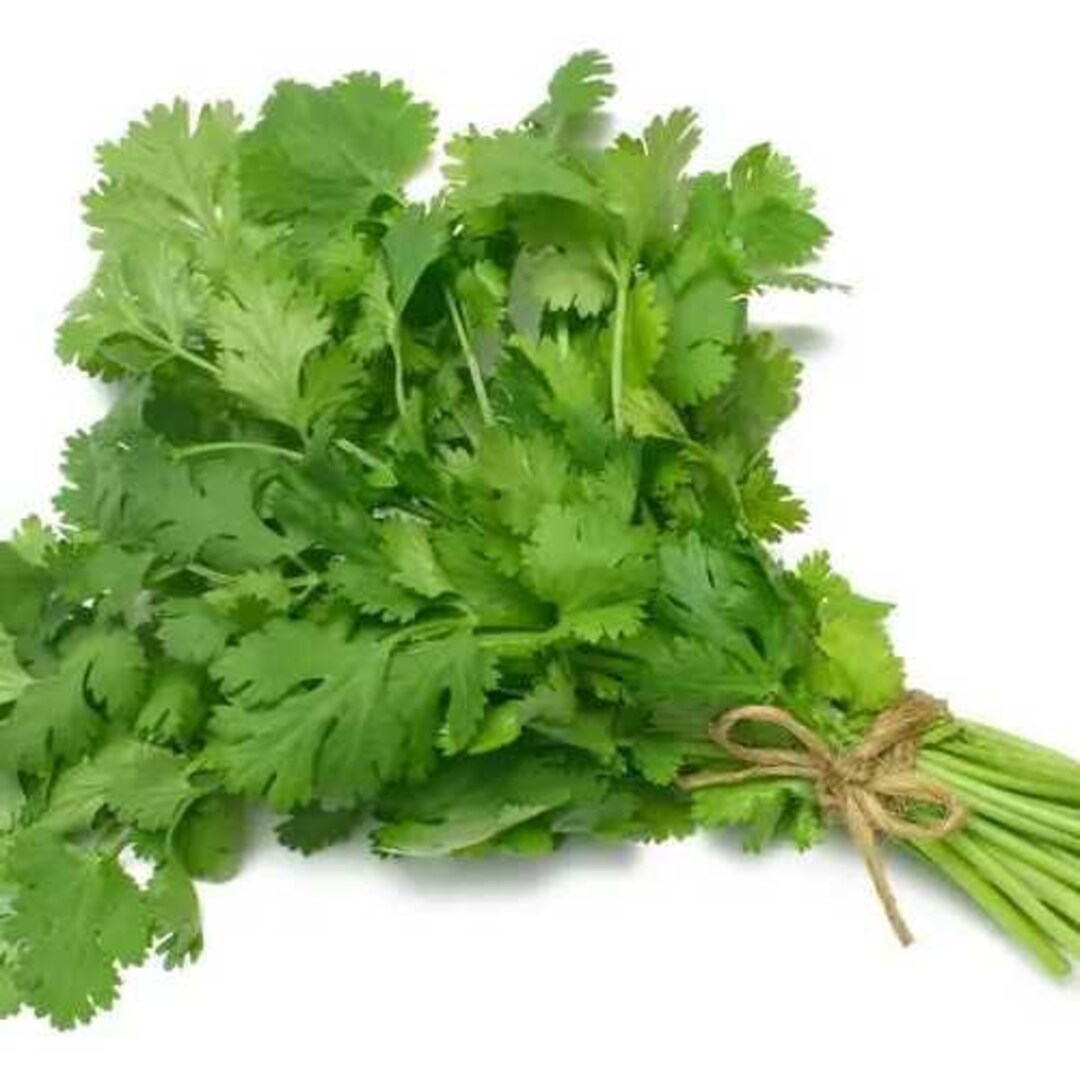 Cilantro atlas Aroma Vegetable Seeds - Etsy