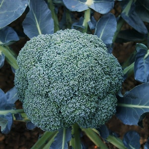 Broccoli -autumn Beauty Vegetable Seeds Over - Etsy