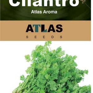 Cilantro -atlas Aroma Vegetable Seeds - Etsy
