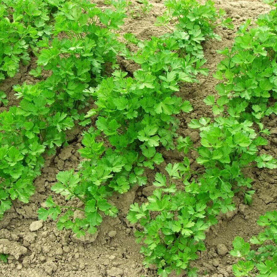 Cilantro -atlas Aroma Vegetable Seeds - Etsy