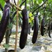 Long Eggplant -atlas Wonder Vegetable Seeds - Etsy