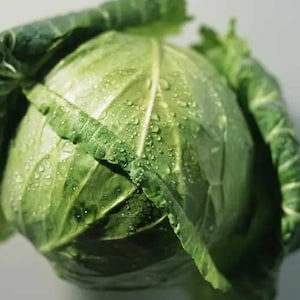 Cabbage -green Ball Vegetable Seeds Over 800 Pills - Etsy