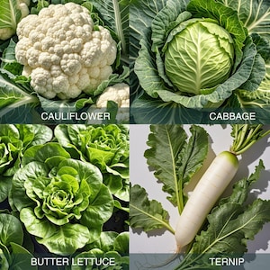 16 Varieties Fall Vegetable Seeds Over 20,000 Seeds - Etsy