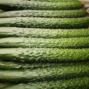 Long Thorn Cucumber -green Champion Vegetable Seeds - Etsy