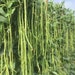 Cowpea -10g Vegetable Seeds - Etsy