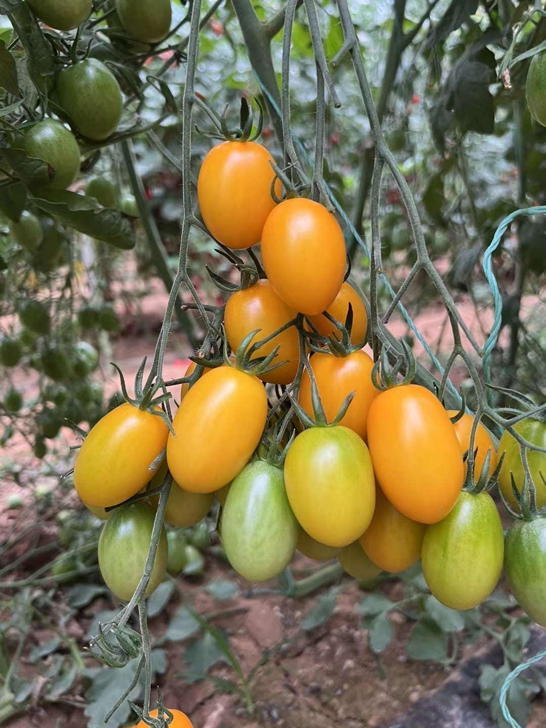 Yellow Mini Tomato - Etsy