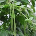 Cowpea -10g Vegetable Seeds - Etsy