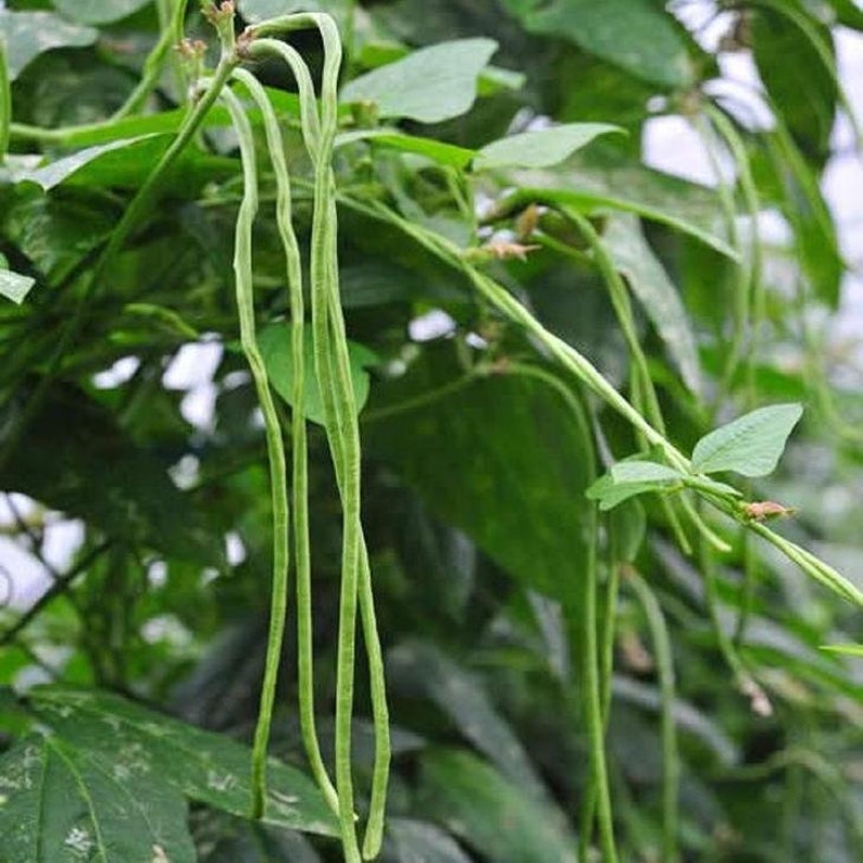 Cowpea -10g Vegetable Seeds - Etsy
