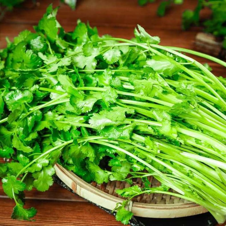 Cilantro -atlas Aroma Vegetable Seeds - Etsy