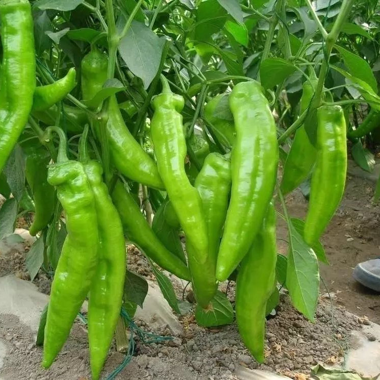 Hot Pepper -long Chili Vegetable Seeds - Etsy
