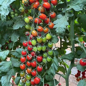 Tomato -cherry Ruby Vegetable Seeds - Etsy