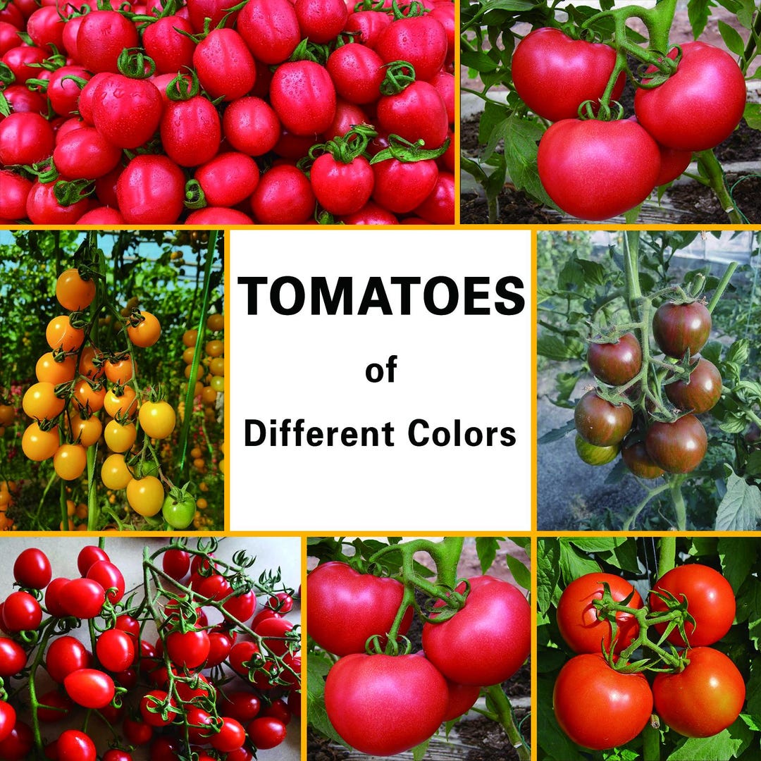 Seven Different Colors and Sizes of Tomatoes - Etsy
