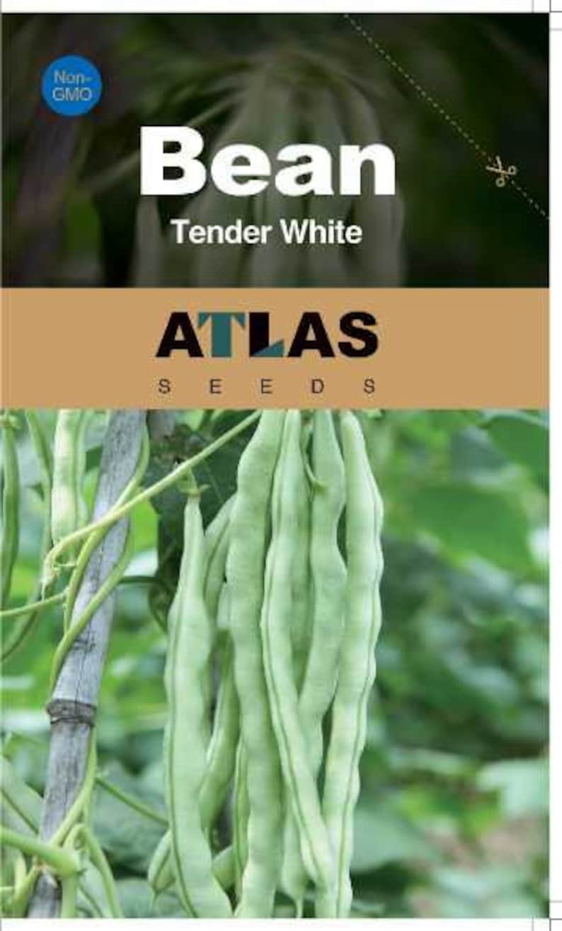 Bean -tender White Vegetable Seeds - Etsy
