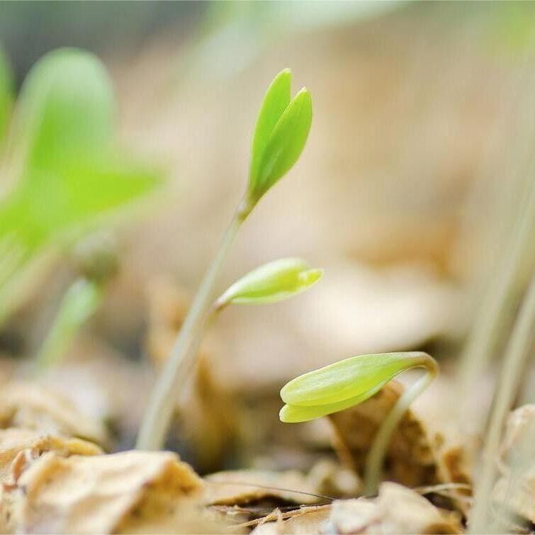Cilantro -atlas Aroma Vegetable Seeds - Etsy