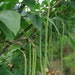 Cowpea -10g Vegetable Seeds - Etsy
