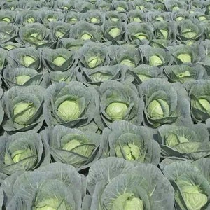 Cabbage -green Ball Vegetable Seeds Over 800 Pills - Etsy