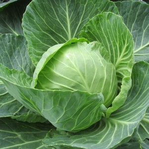 Cabbage -green Ball Vegetable Seeds Over 800 Pills - Etsy